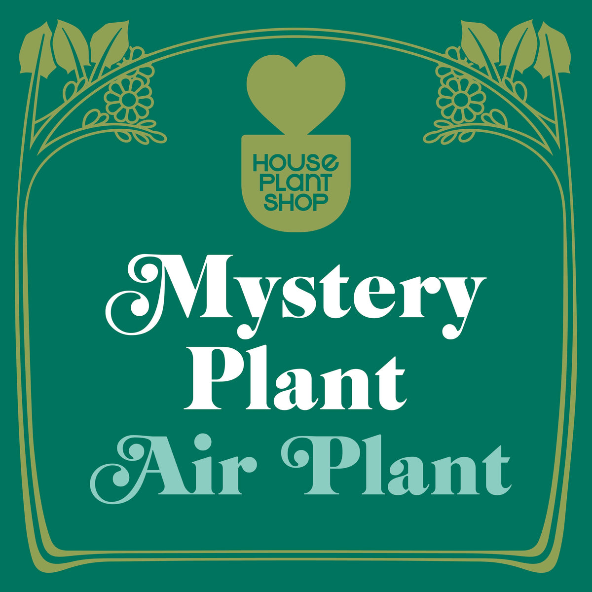 Mystery Air Plant – PlantsandTrees.com