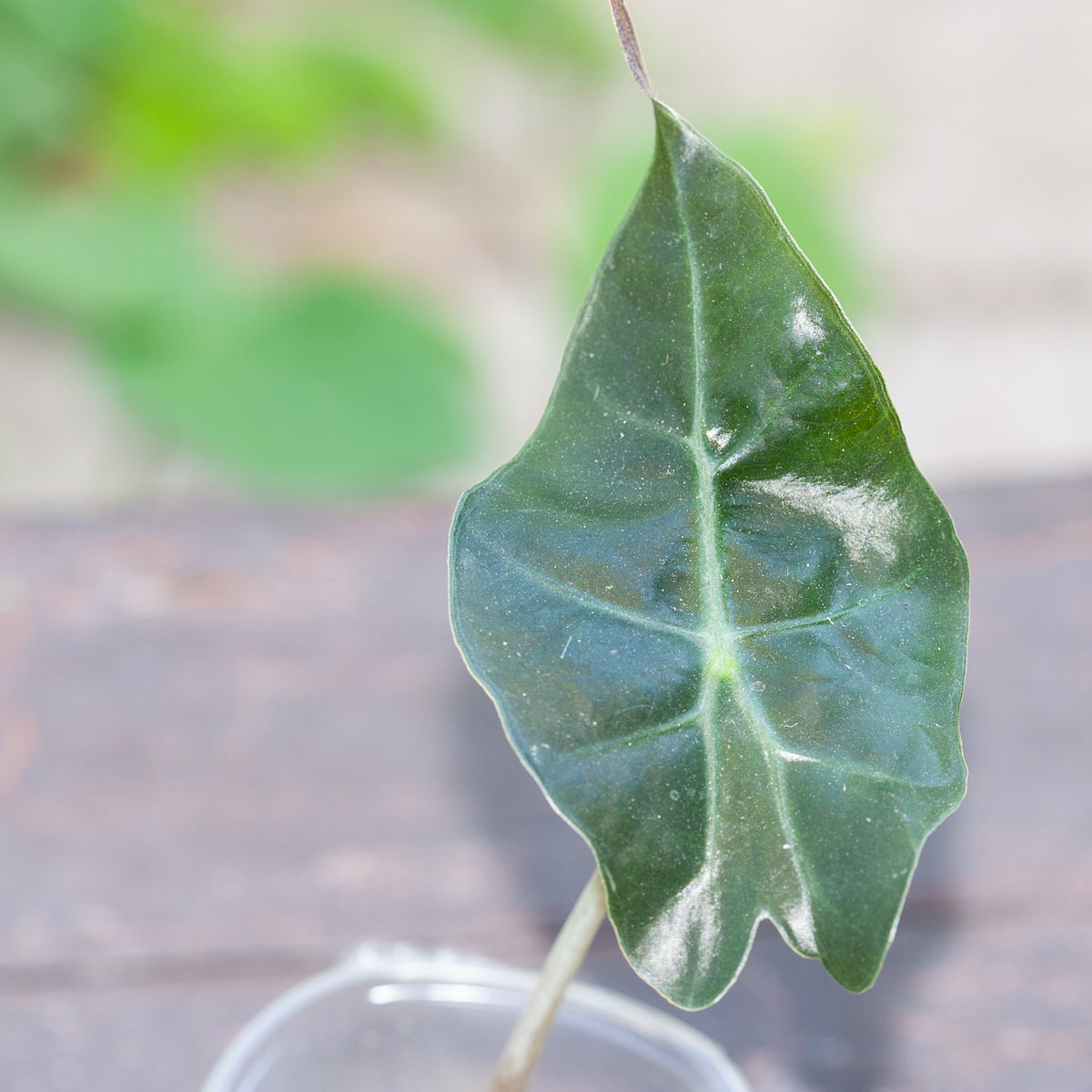 Alocasia Propagation: How to Multiply Your Collection – PlantsandTrees.com