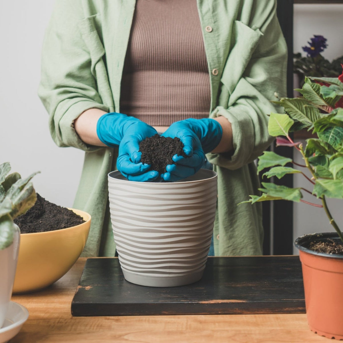 How to Fertilize Your Houseplants for Healthy Growth – PlantsandTrees.com