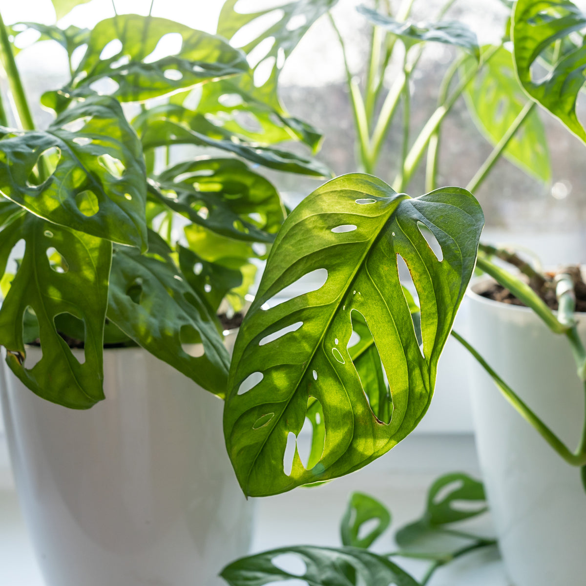 How to Care for Monstera Deliciosa: The Ultimate Guide – PlantsandTrees.com