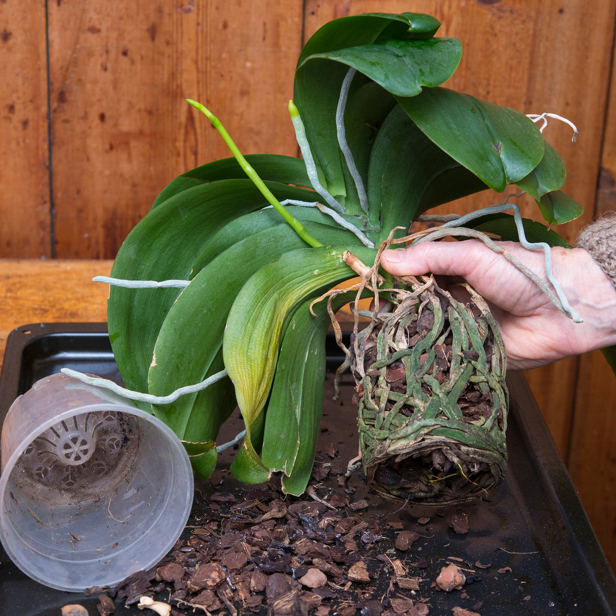 Common Orchid Problems and How to Solve Them (Root Rot, Dropping Buds ...