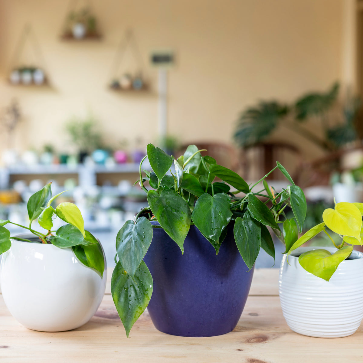 Caring for Philodendron in Low Light Conditions – PlantsandTrees.com