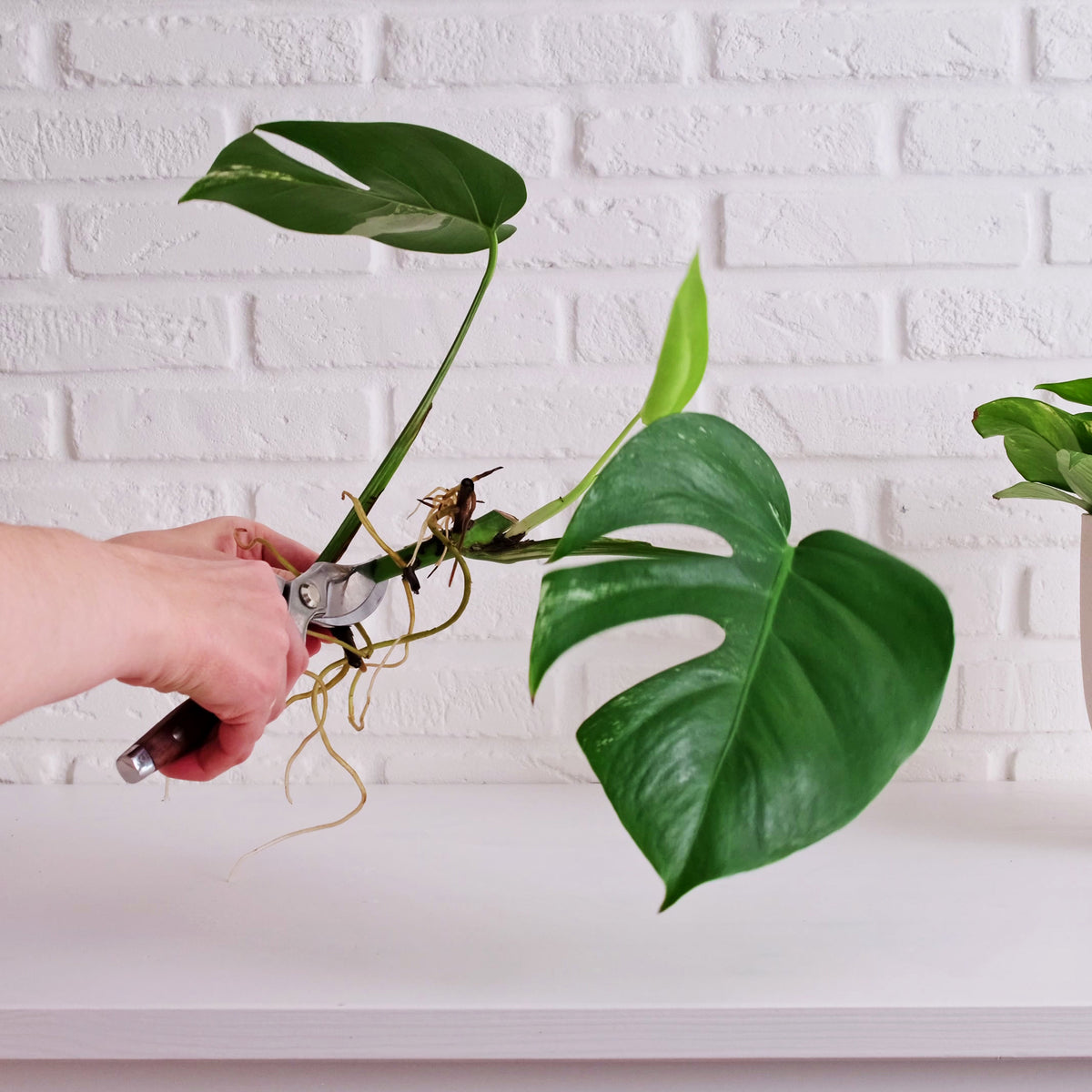 Pruning Monstera: When and How to Trim Your Plant for Optimal Growth ...