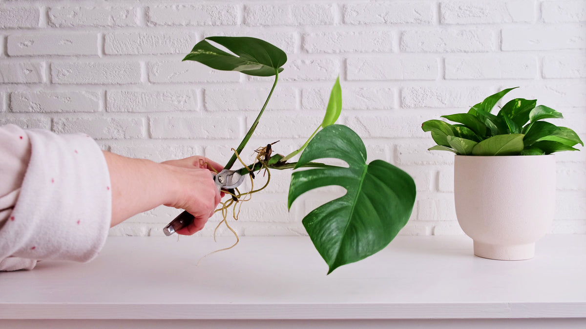 Pruning Monstera: When and How to Trim Your Plant for Optimal Growth ...