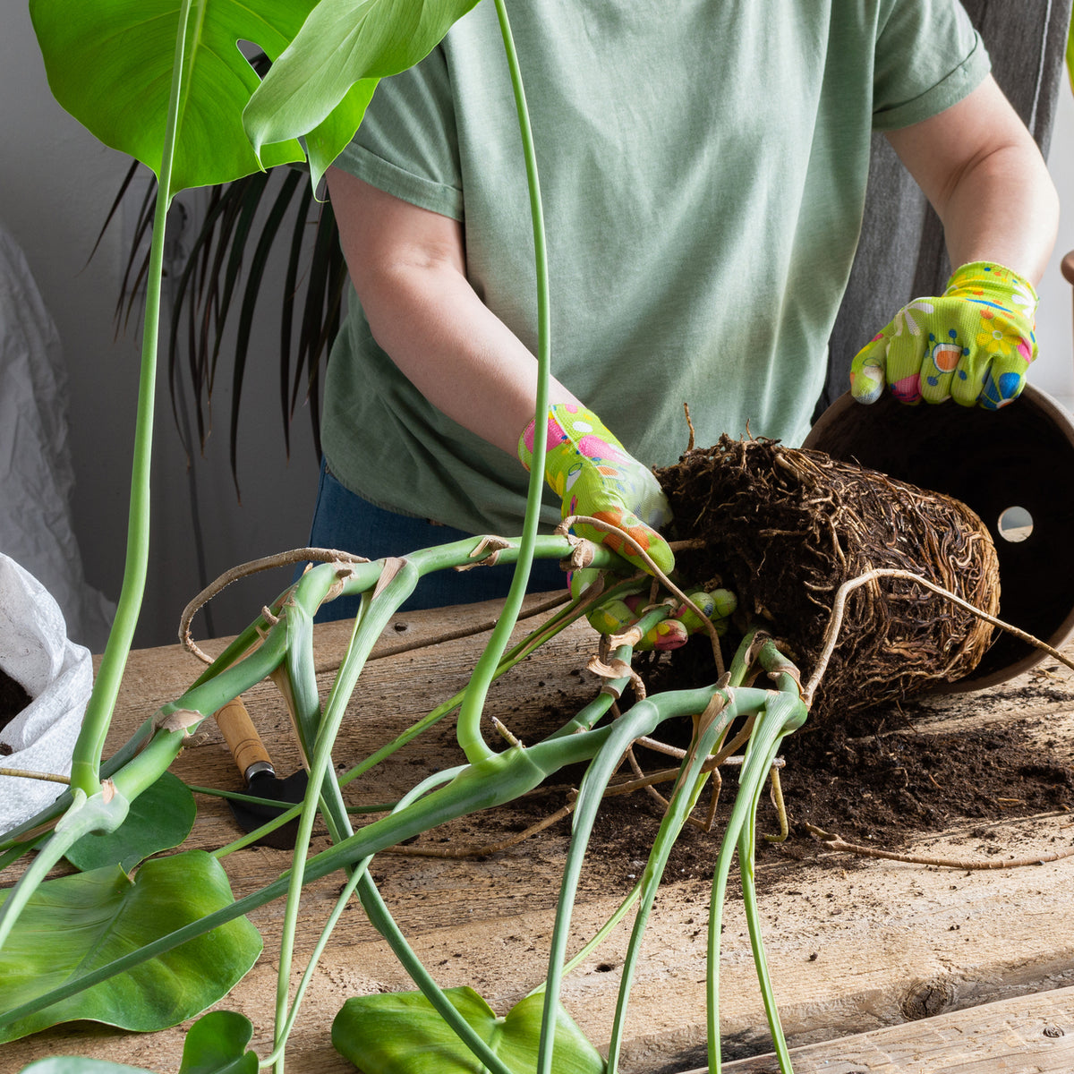 Top Signs Your Monstera Needs Repotting and How to Do It ...