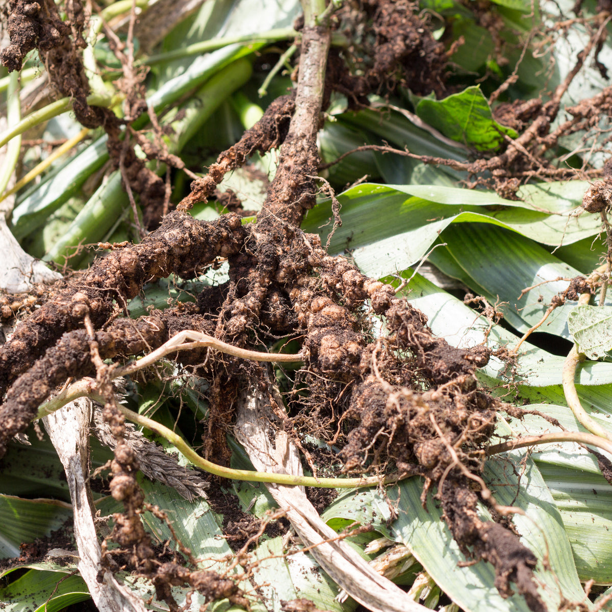 Dealing with Root Rot in Monstera: Prevention and Treatment Tips ...