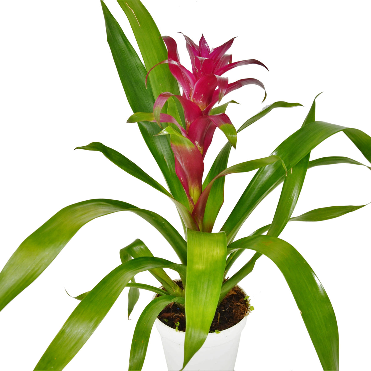 Bromeliad Guzmania 'Purple' - 4" Pot – PlantsandTrees.com