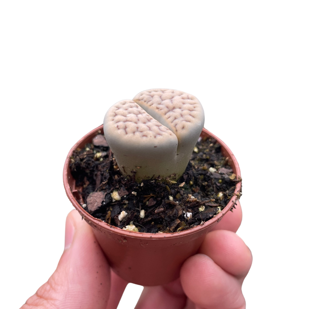 Lithop Living Stone – PlantsandTrees.com