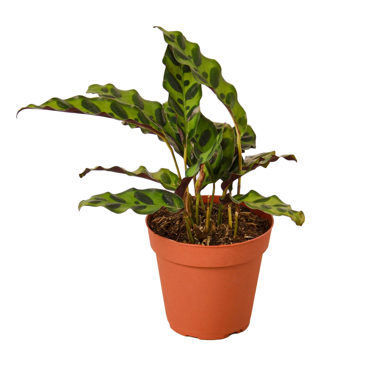 PlantsandTrees.com