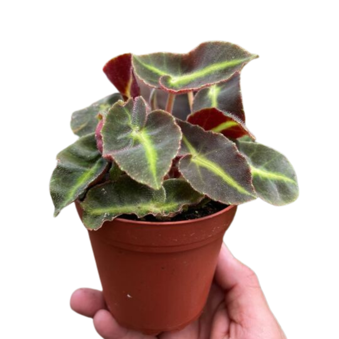 Begonia 'Striped' – PlantsandTrees.com