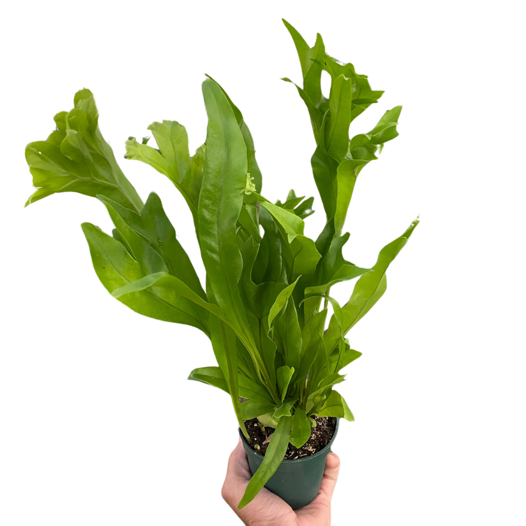 Fern 'Green Flame' – PlantsandTrees.com