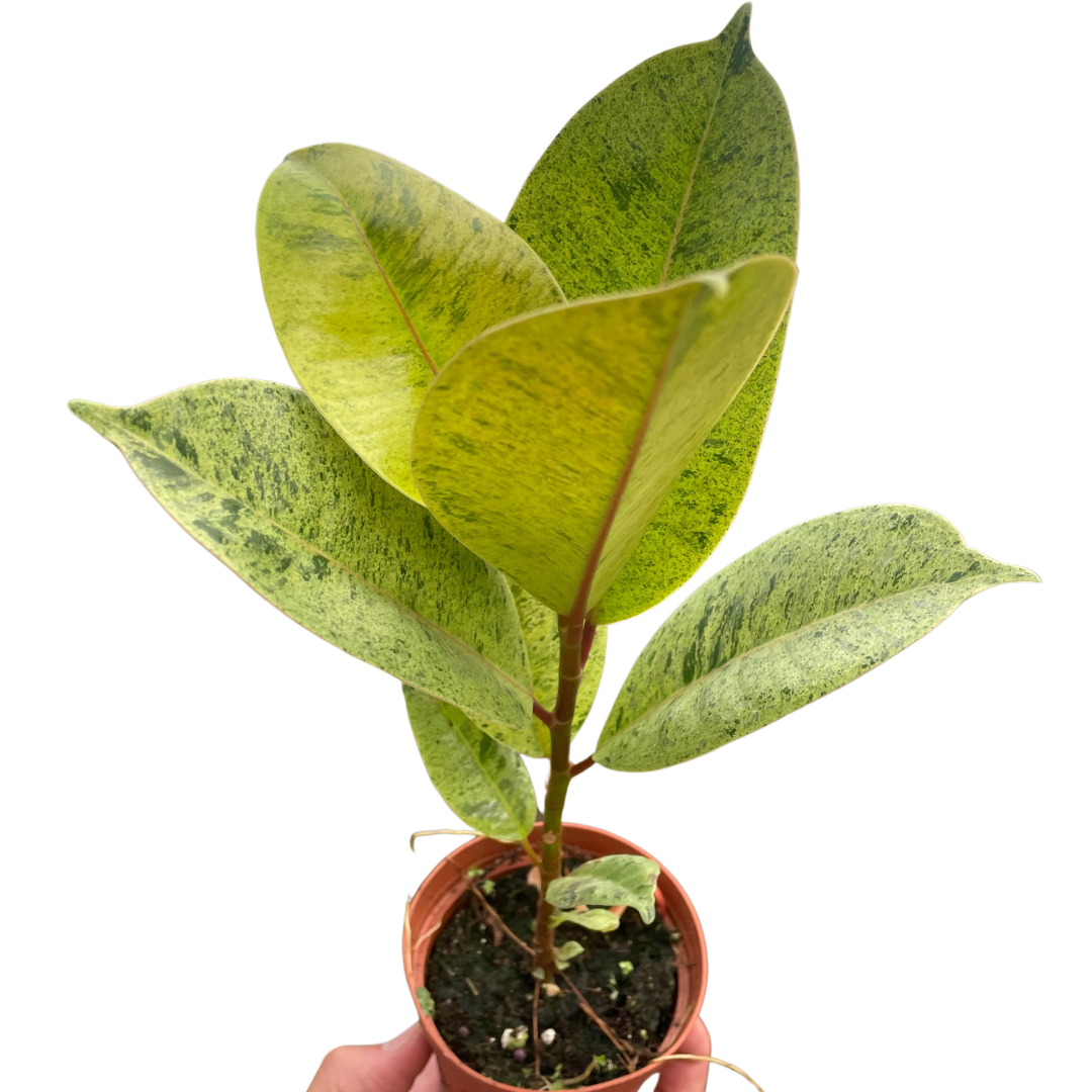 Ficus 'shivereana' (Moonshine) – PlantsandTrees.com