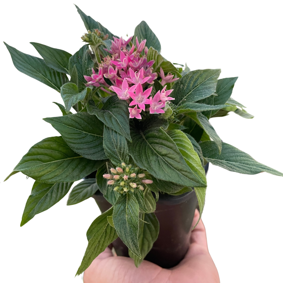 Penta – PlantsandTrees.com