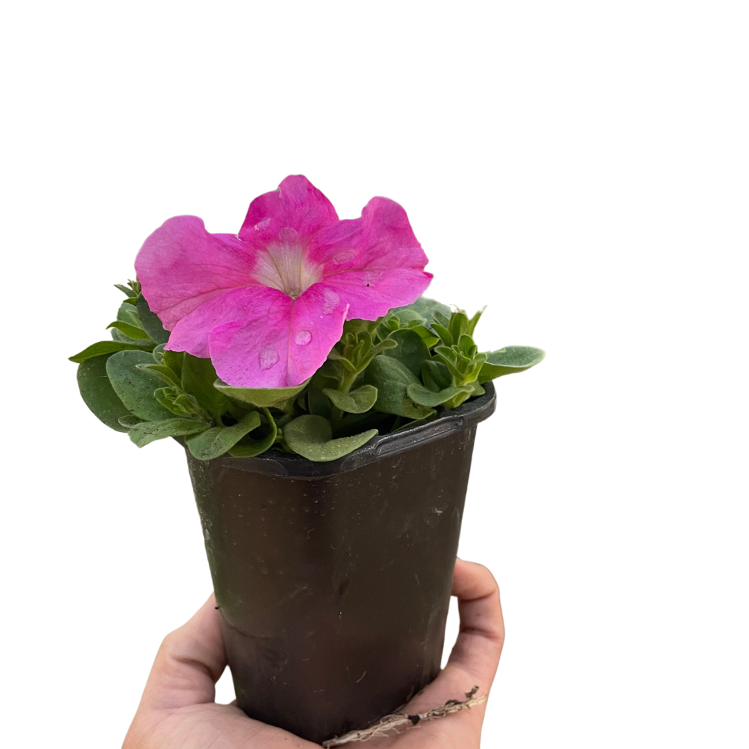 Petunia – PlantsandTrees.com