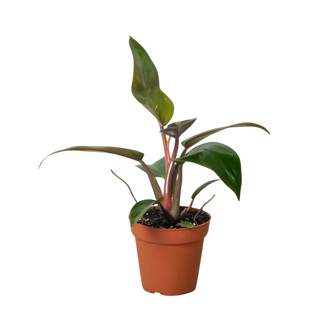 Philodendron 'Birkin Pink' – PlantsandTrees.com
