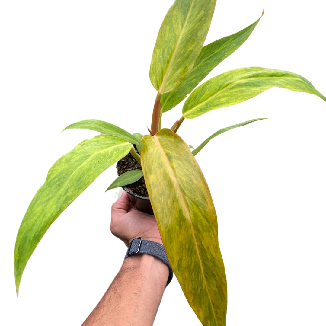 Philodendron 'Orange Marmalade' – PlantsandTrees.com