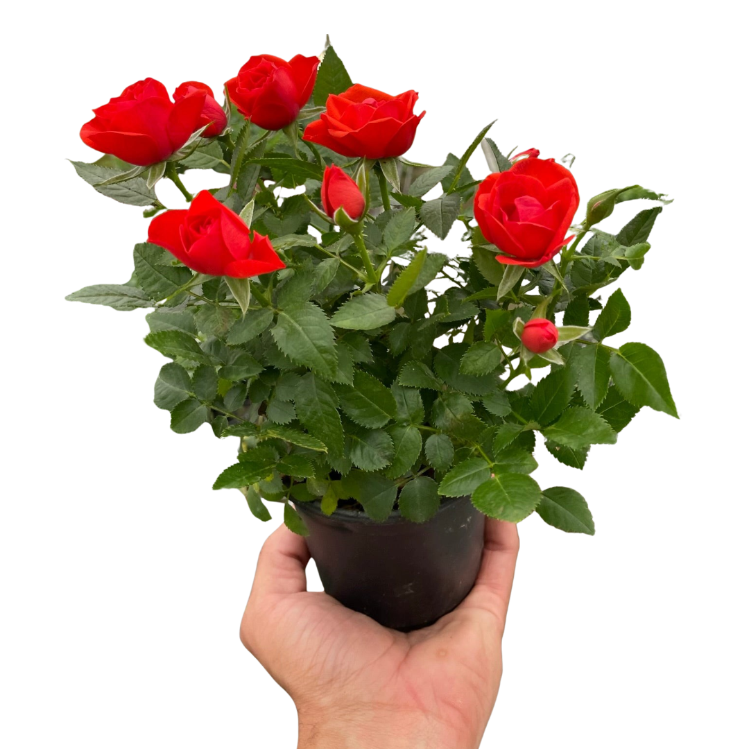Mini Rose Bush – PlantsandTrees.com