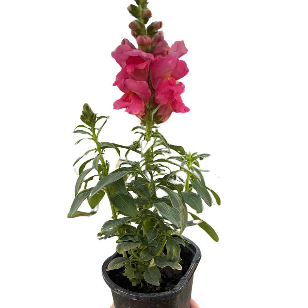 SnapDragon – PlantsandTrees.com