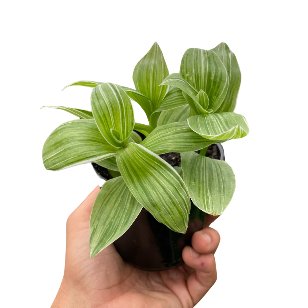 Tradescantia 'Sanna' – PlantsandTrees.com