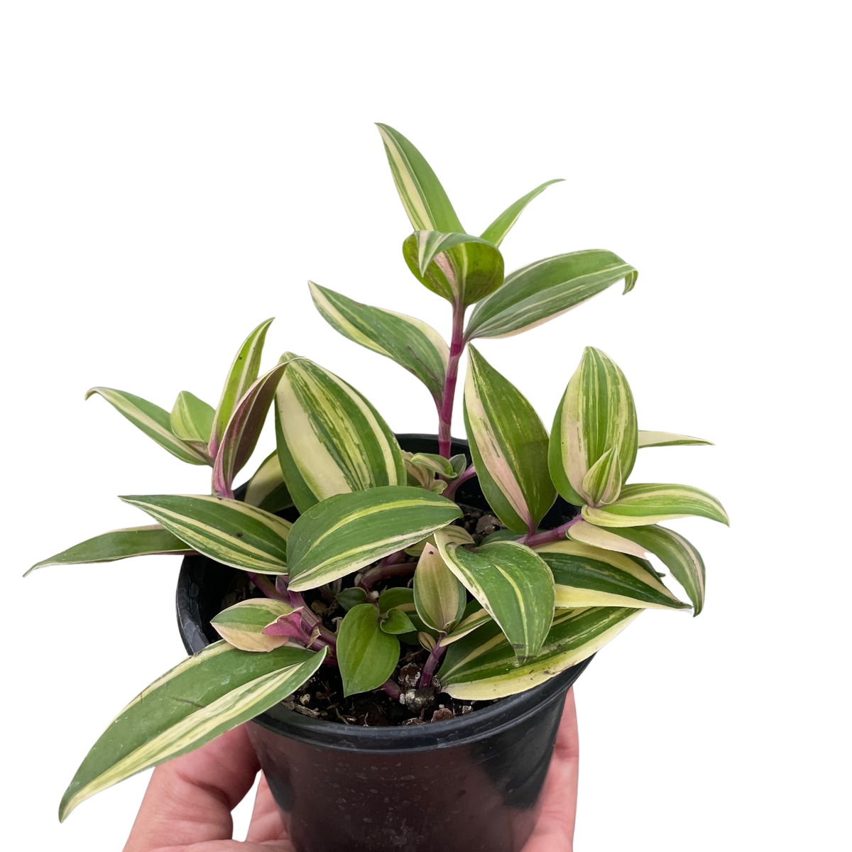 Tradescantia 'Tricolor' – PlantsandTrees.com