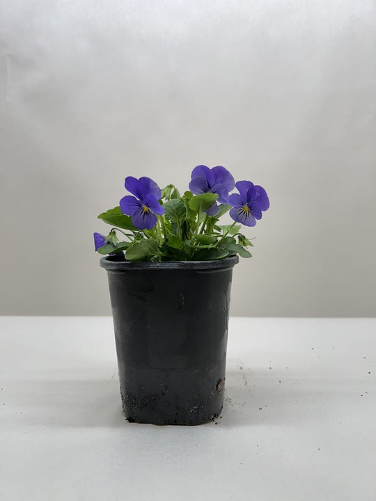 Viola – PlantsandTrees.com