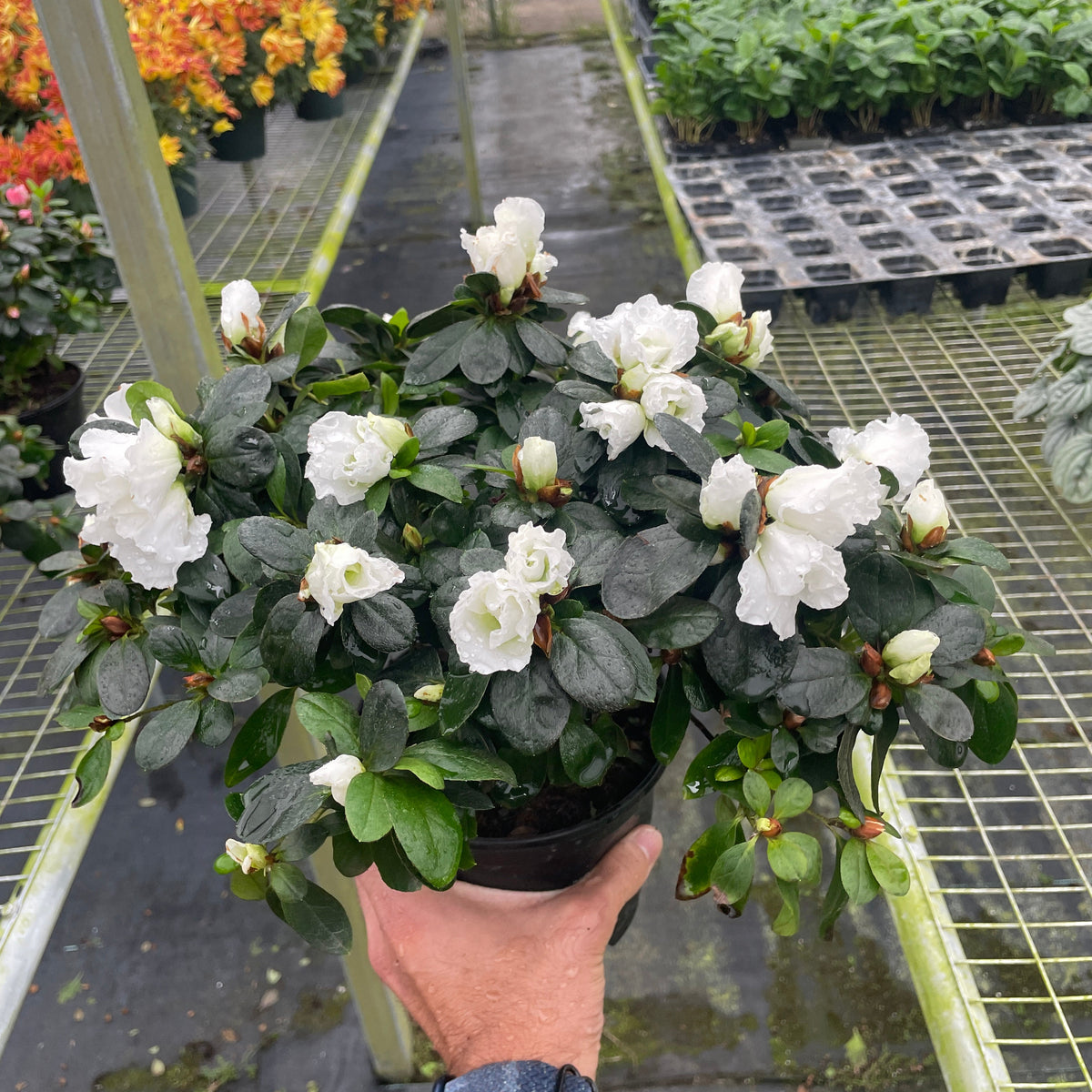 Azalea (Rhododendron) – PlantsandTrees.com