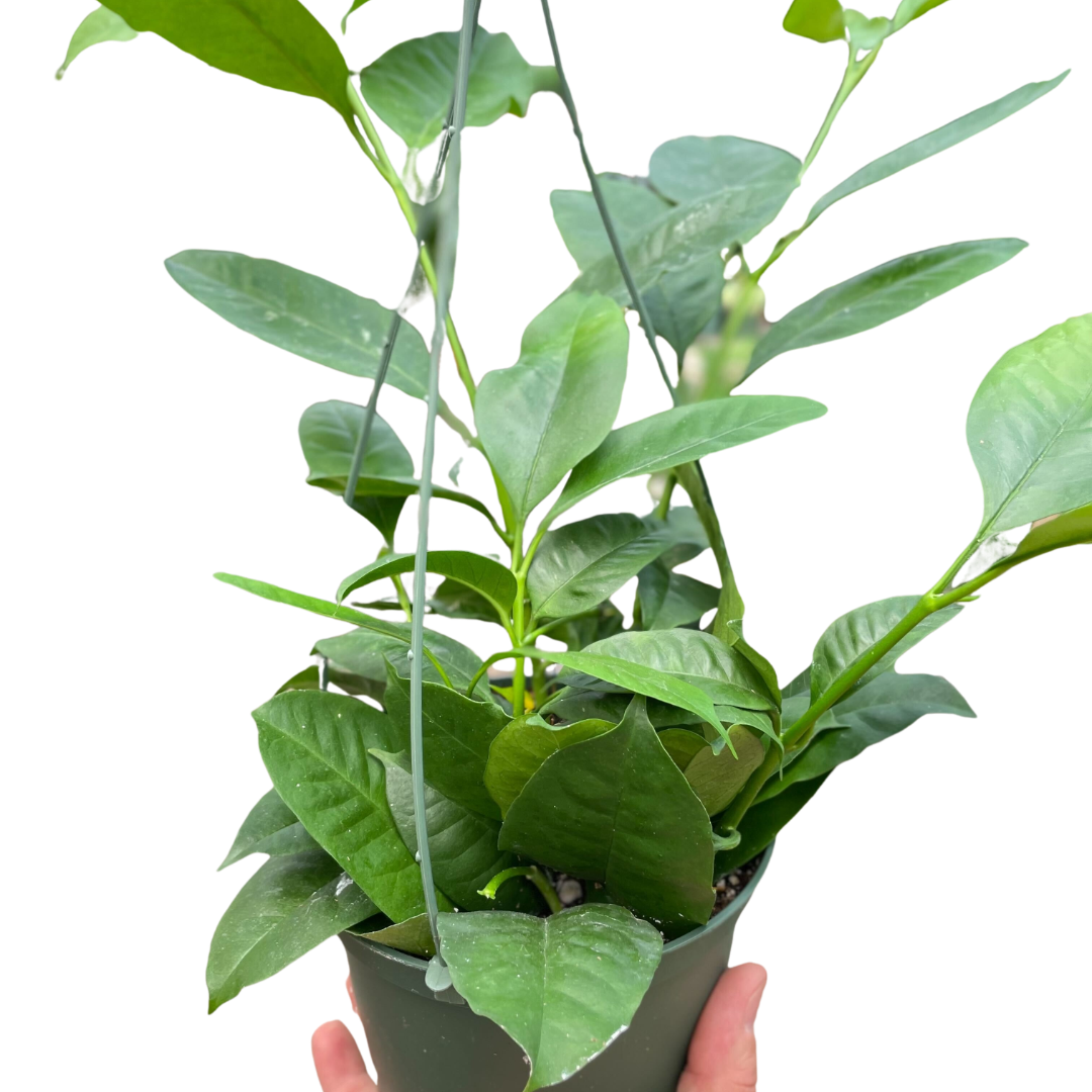 Hoya 'Shooting Star' – PlantsandTrees.com