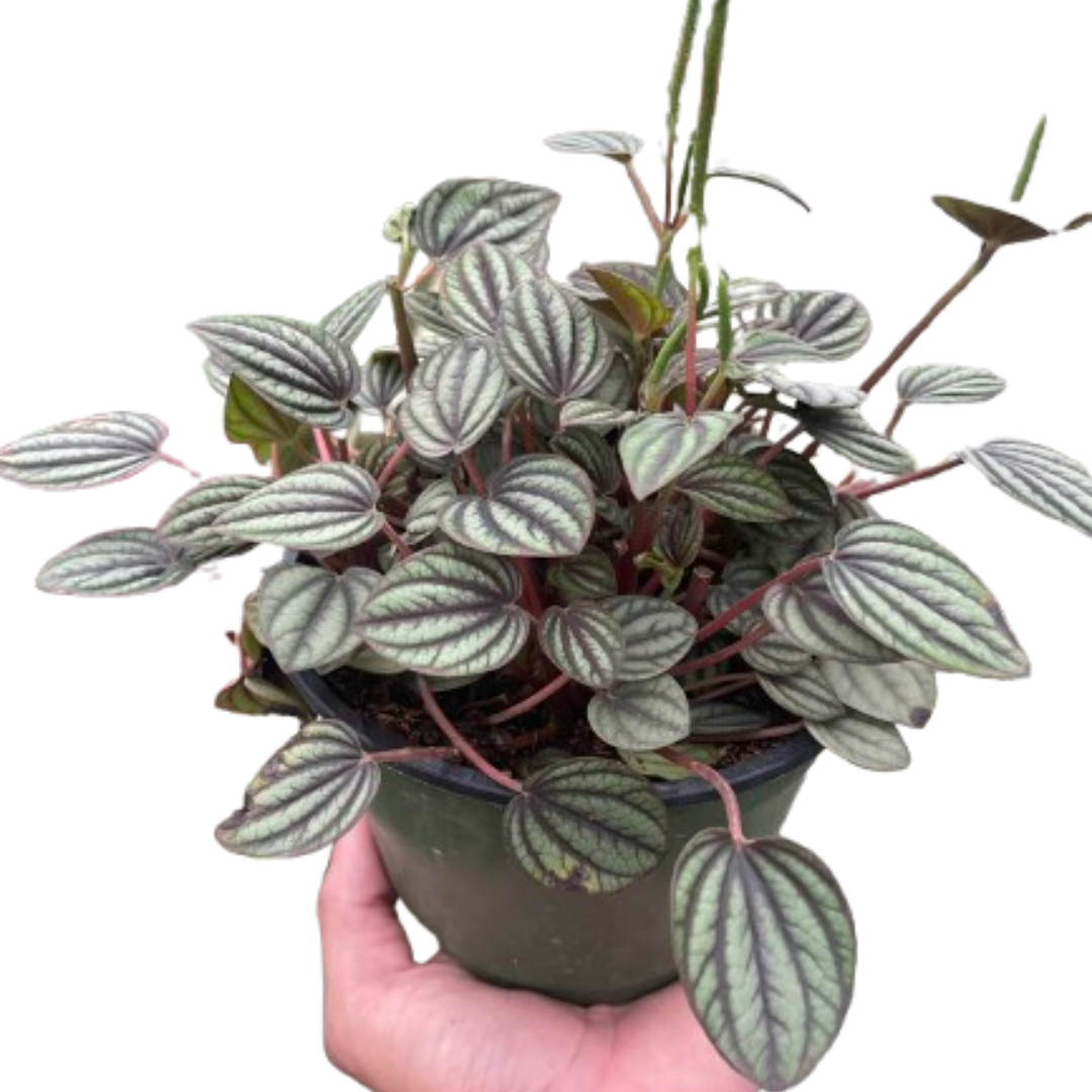 Peperomia 'Picollo Banda' – PlantsandTrees.com