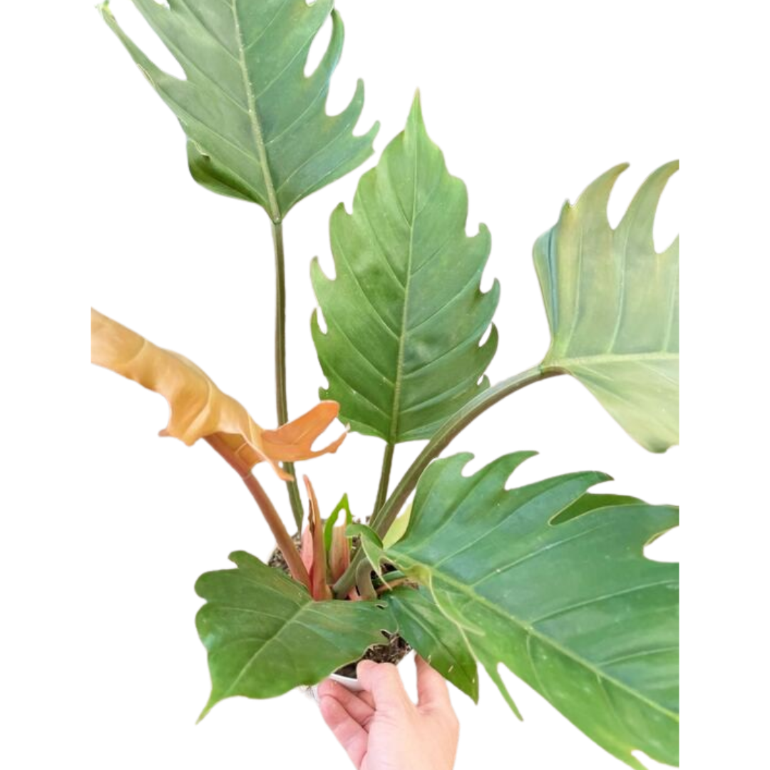 Philodendron Caramel Pluto – PlantsandTrees.com
