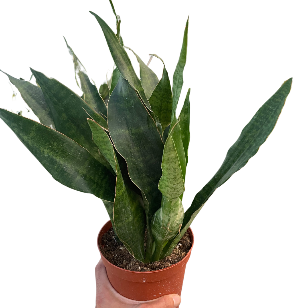 Snake Plant 'Jaboa' – PlantsandTrees.com