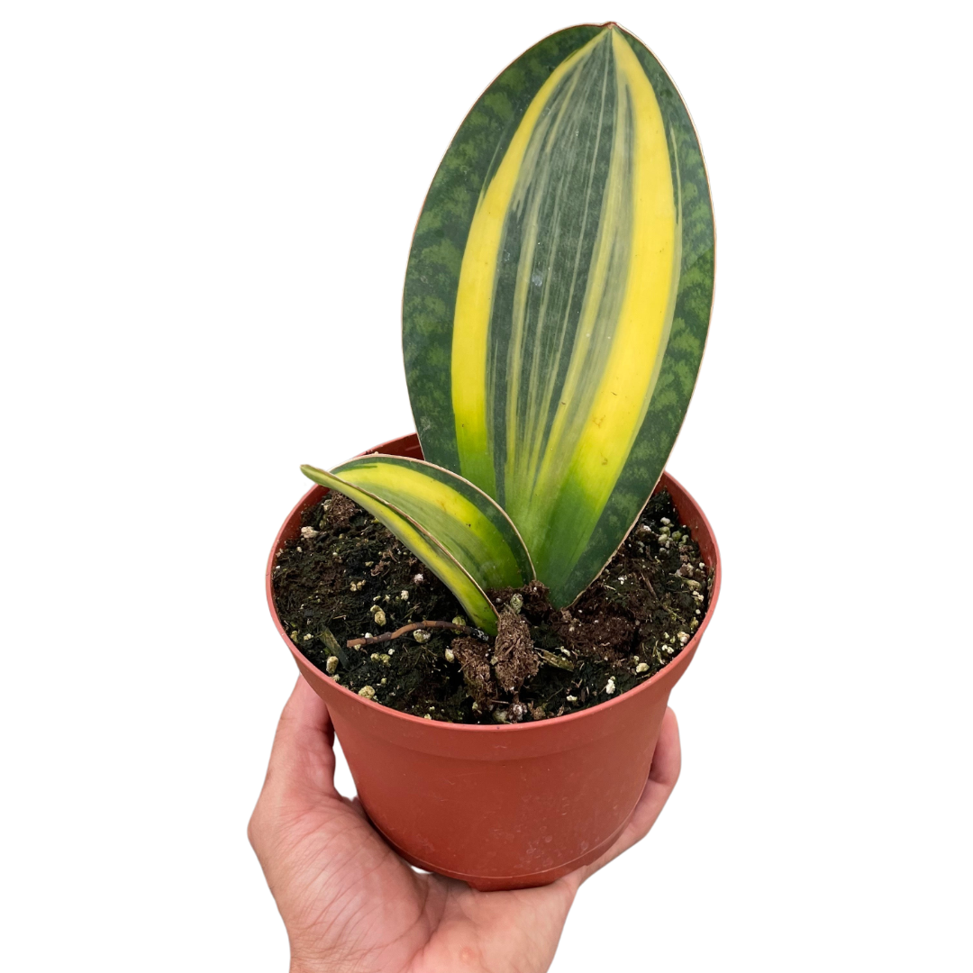 Variegated Shark Fin Snake Plant – PlantsandTrees.com