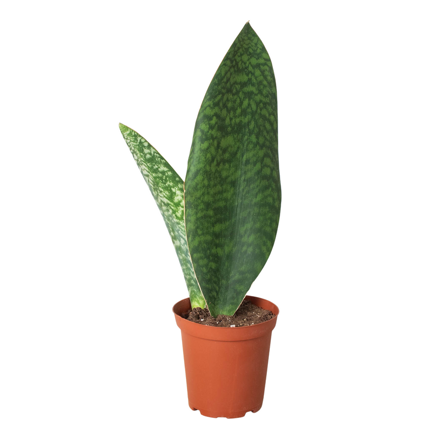 Shark Fin Snake Plant – PlantsandTrees.com