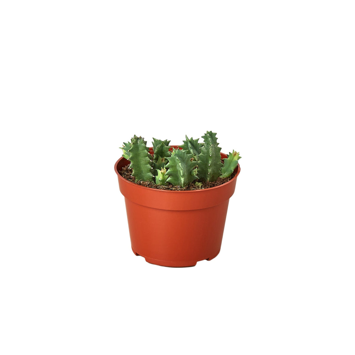 Lifesaver Cactus – PlantsandTrees.com