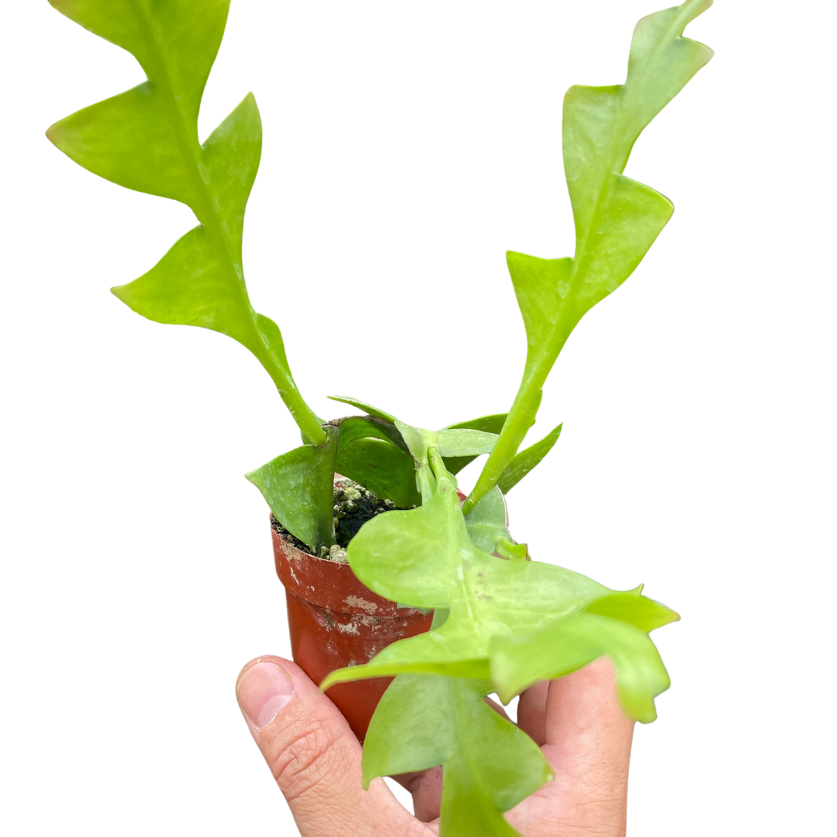 Shark Tooth Orchid Cactus – PlantsandTrees.com