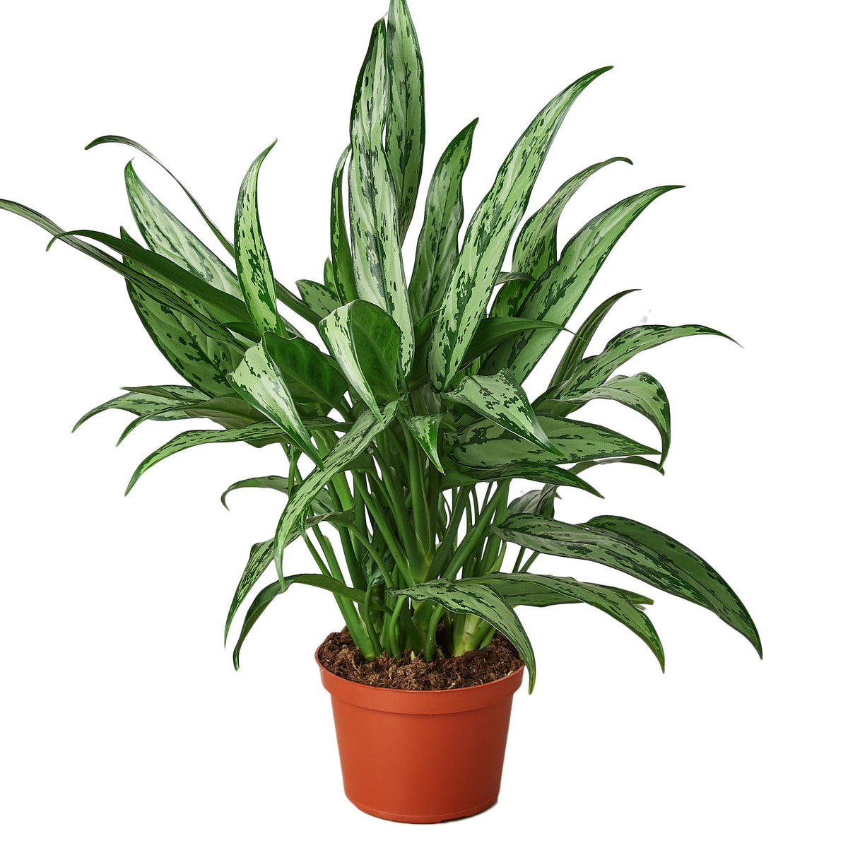 Chinese Evergreen 'Cutlass' – PlantsandTrees.com
