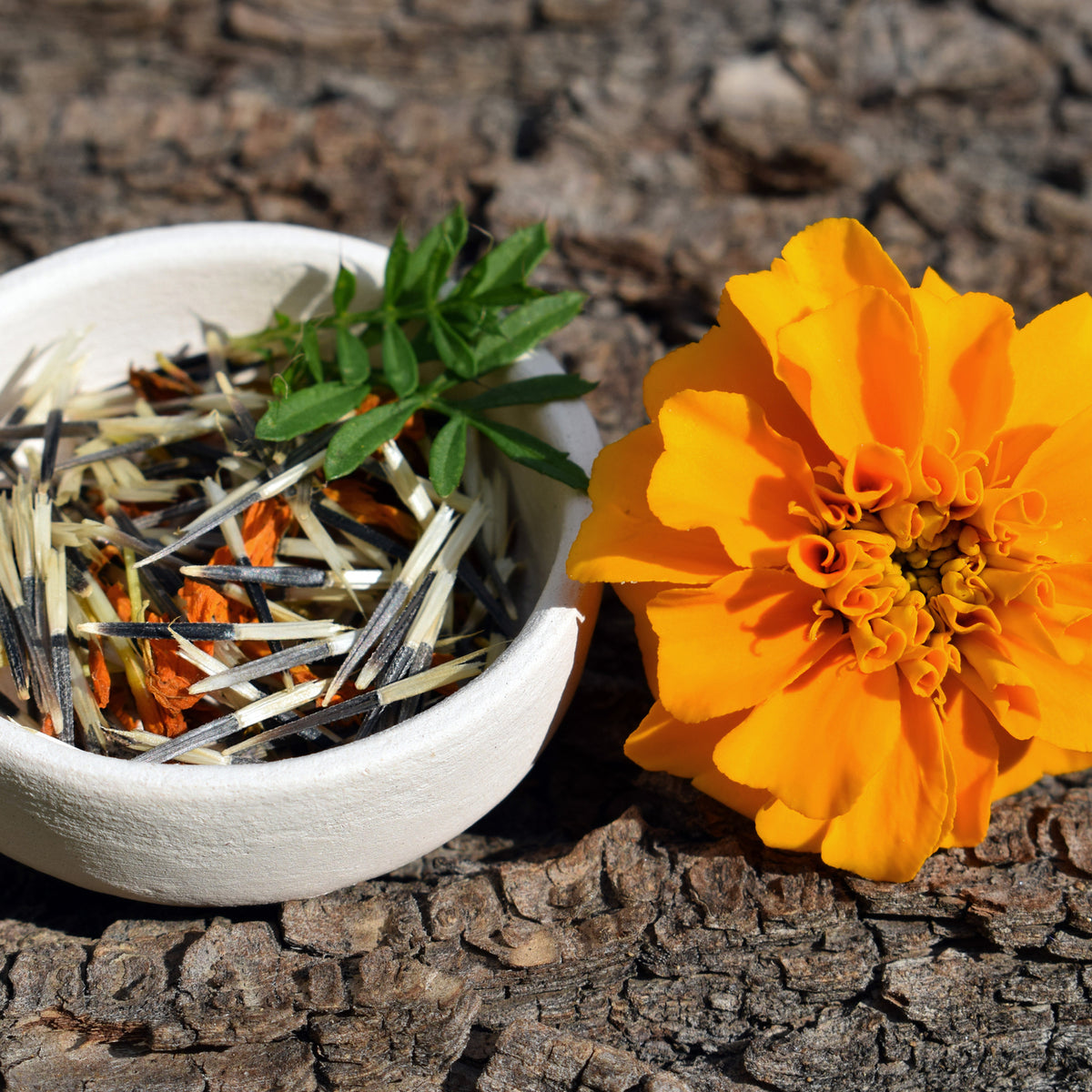 Marigold Seed Packet – PlantsandTrees.com